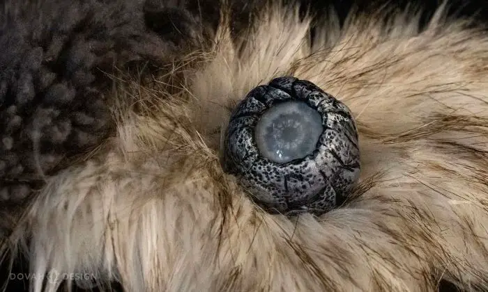 What Does The Beast Eye Quivers Indicate in Elden Ring | PrimeWikis