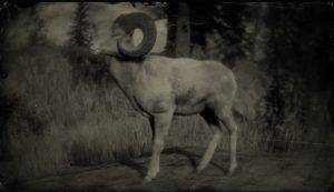 Legendary Big Horn Ram Hunting & Skin Location | Red Dead Redemption 2 ...